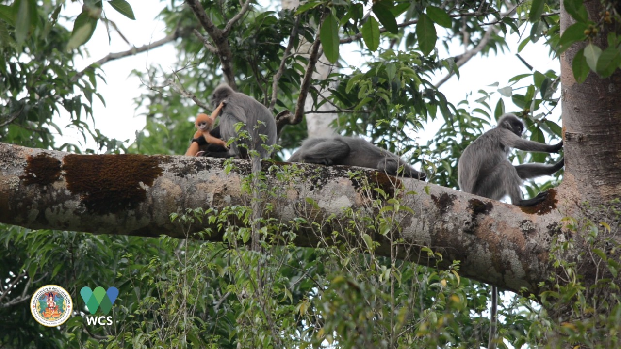 ความไว้วางใจ > WCS Thailand